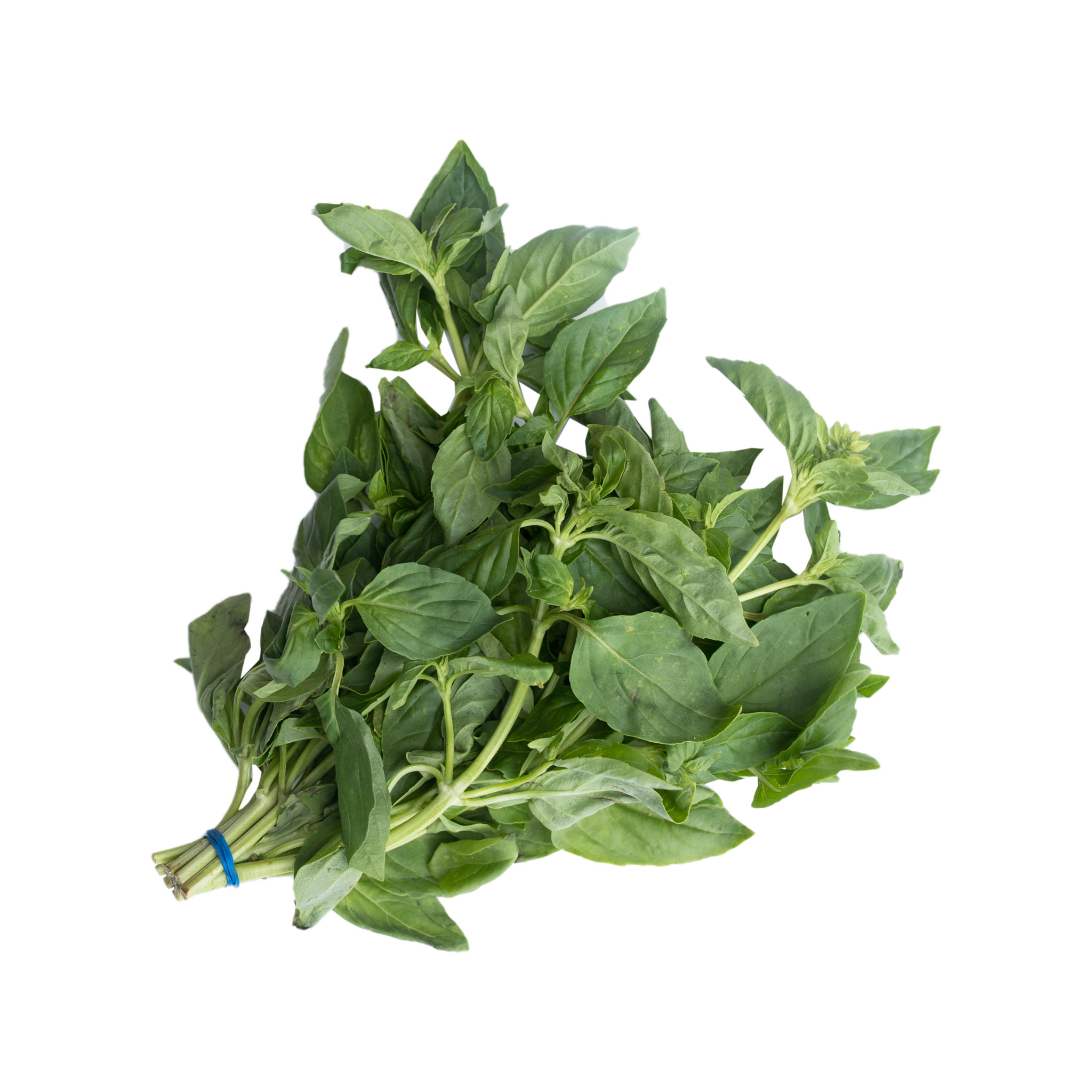 BASIL (100g BUNCH) - Down Wholesale